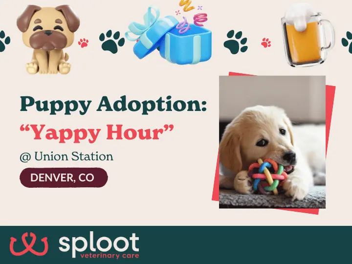 Denver Veterinary - Sploot Veterinary Care